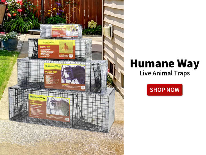 Backyard Expressions